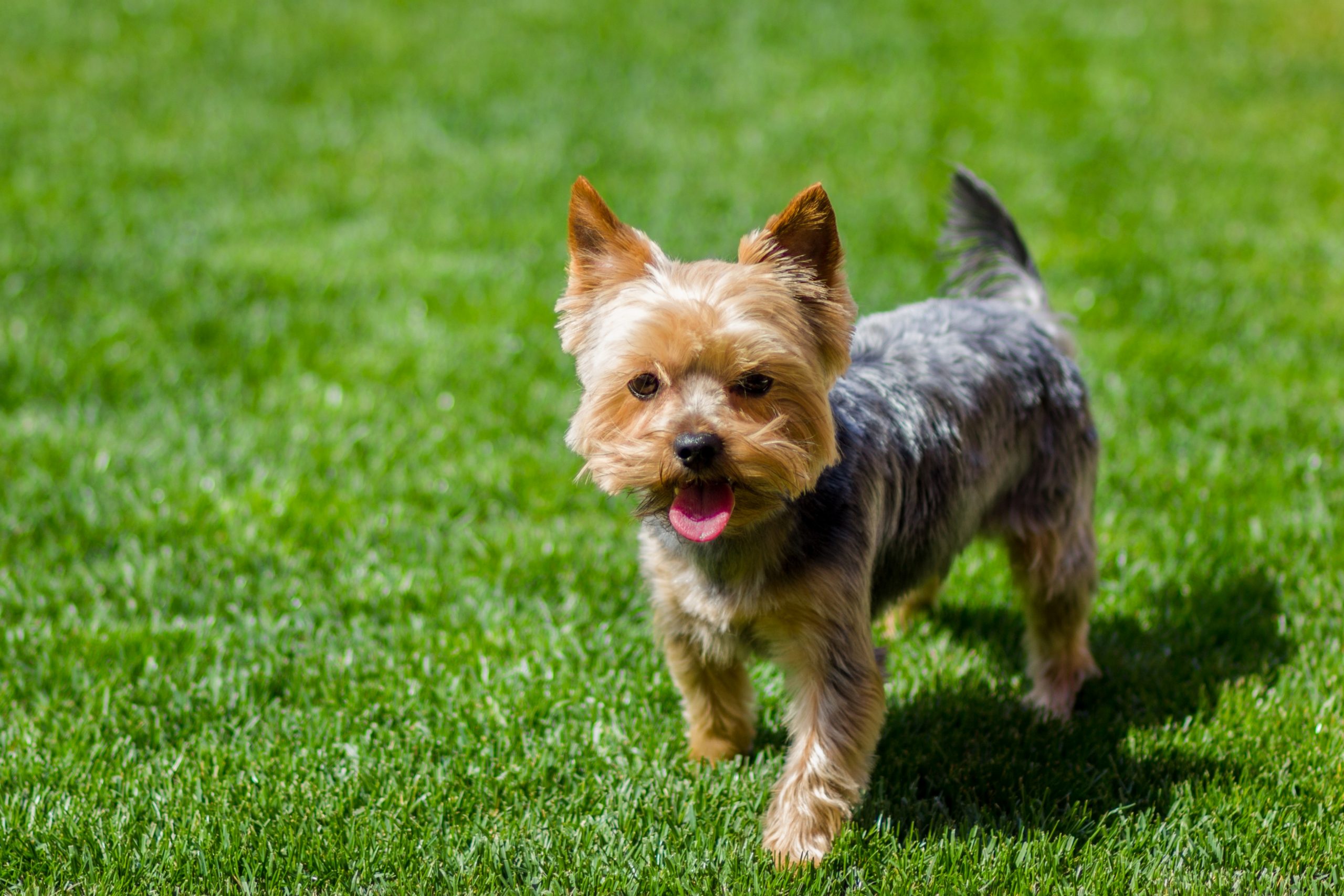 Sod | Lawn Care | OB Sod Garden Center | 813-936-5081